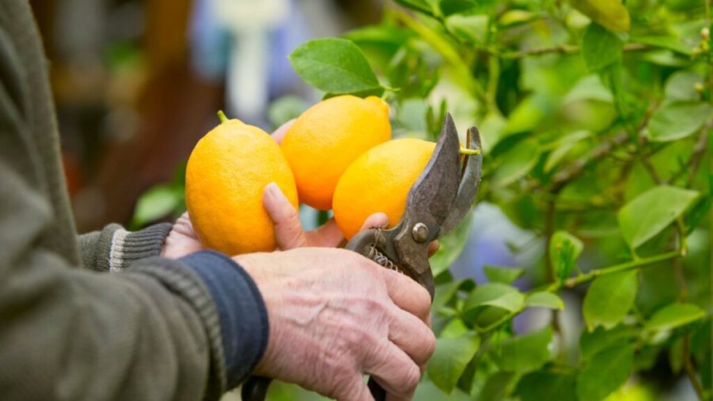 Growing and Cultivating Leomorg: Tips for a Successful Harvest