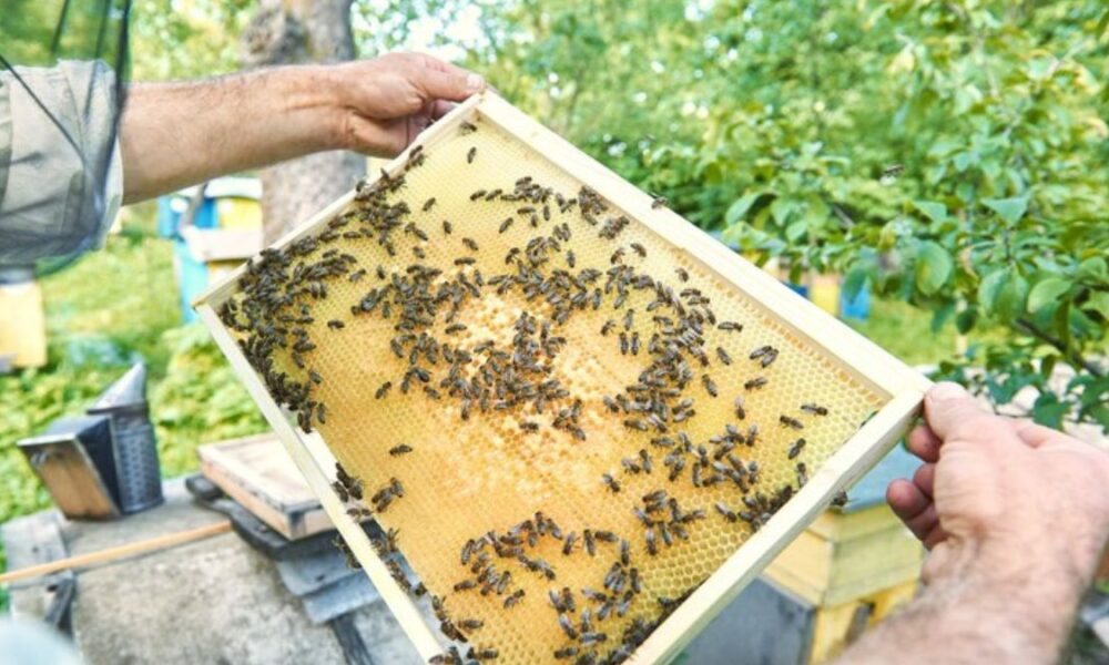 The Buzz on Bee Buddy: How This Innovative Tool