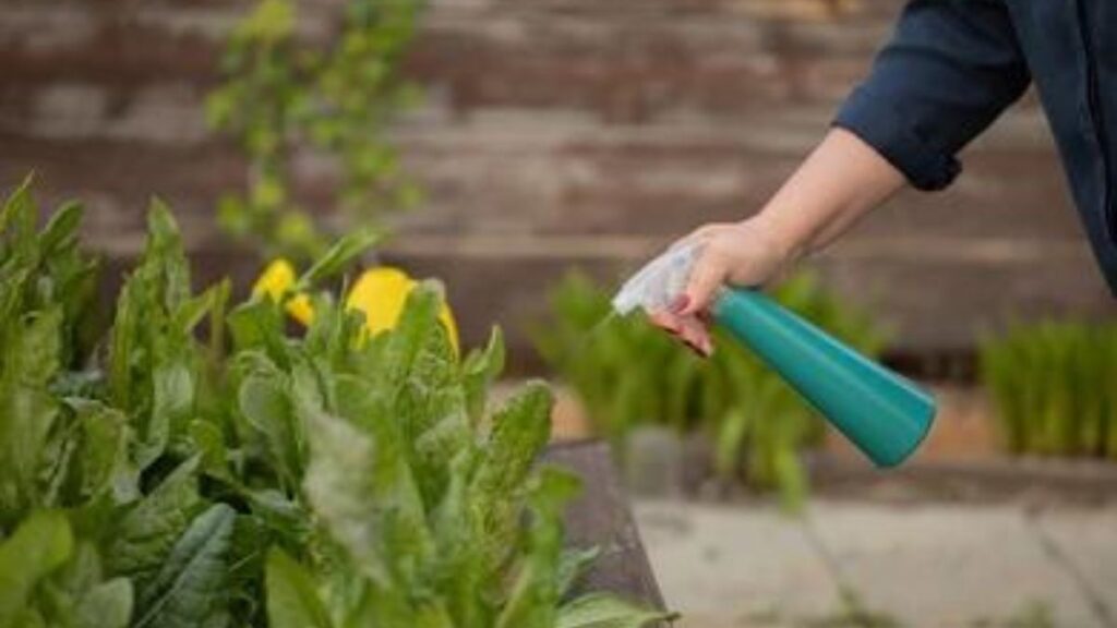 Sustainable Pest Control: The Best Strategies for an Eco Friendly Approach