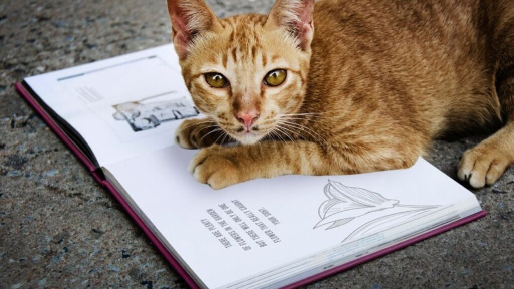 u/intrepid-cat-6787: Your ultimate guide