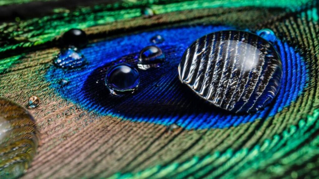 Hancock Bird: A Detailed Insight