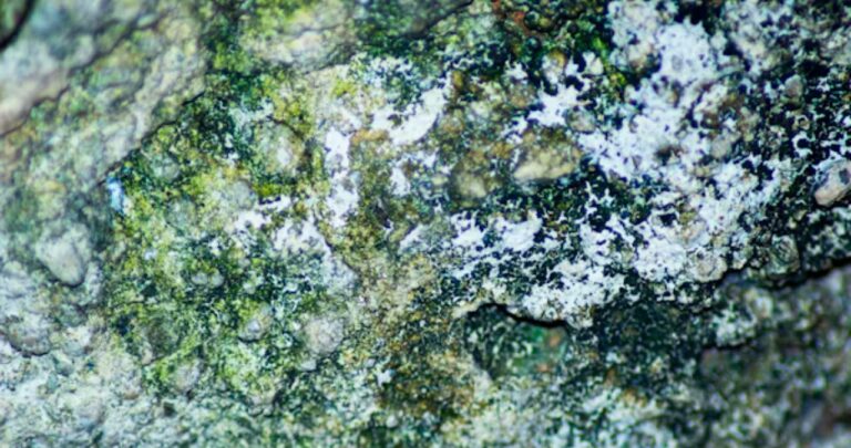Jadeitový kameň: A Deep Look Into the Timeless Beauty and Mystique of ...